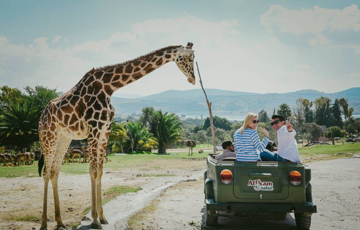Africam Safari: Convive con más de 200 animales en libertad